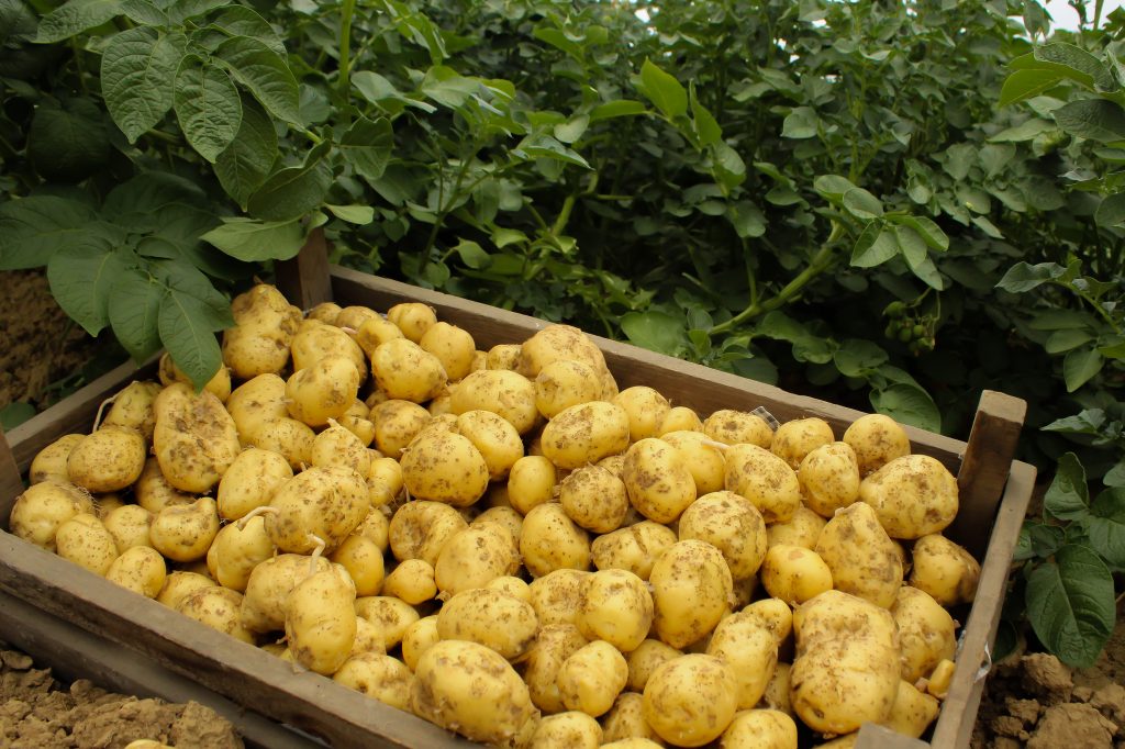 Onze aardappelsoorten - Heuvellandaardappel